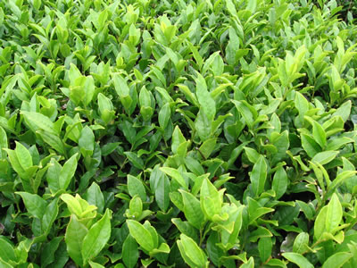 Westholme Tea Farm - BC Farms & Food