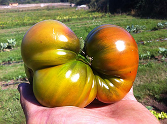 Starting the Fickle Fig Farm - BC Farms & Food