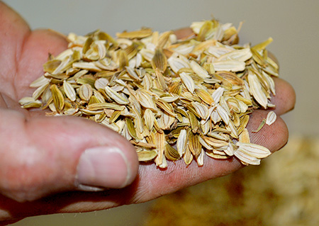 10 Tips for Year-Round Vegetable Gardens - BC Farms & Food